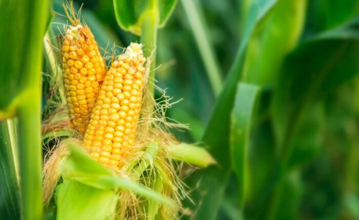 छत्तीसगढ़ : रबी मक्के के रकबे में 11 गुना वृद्धि – Desh Digital